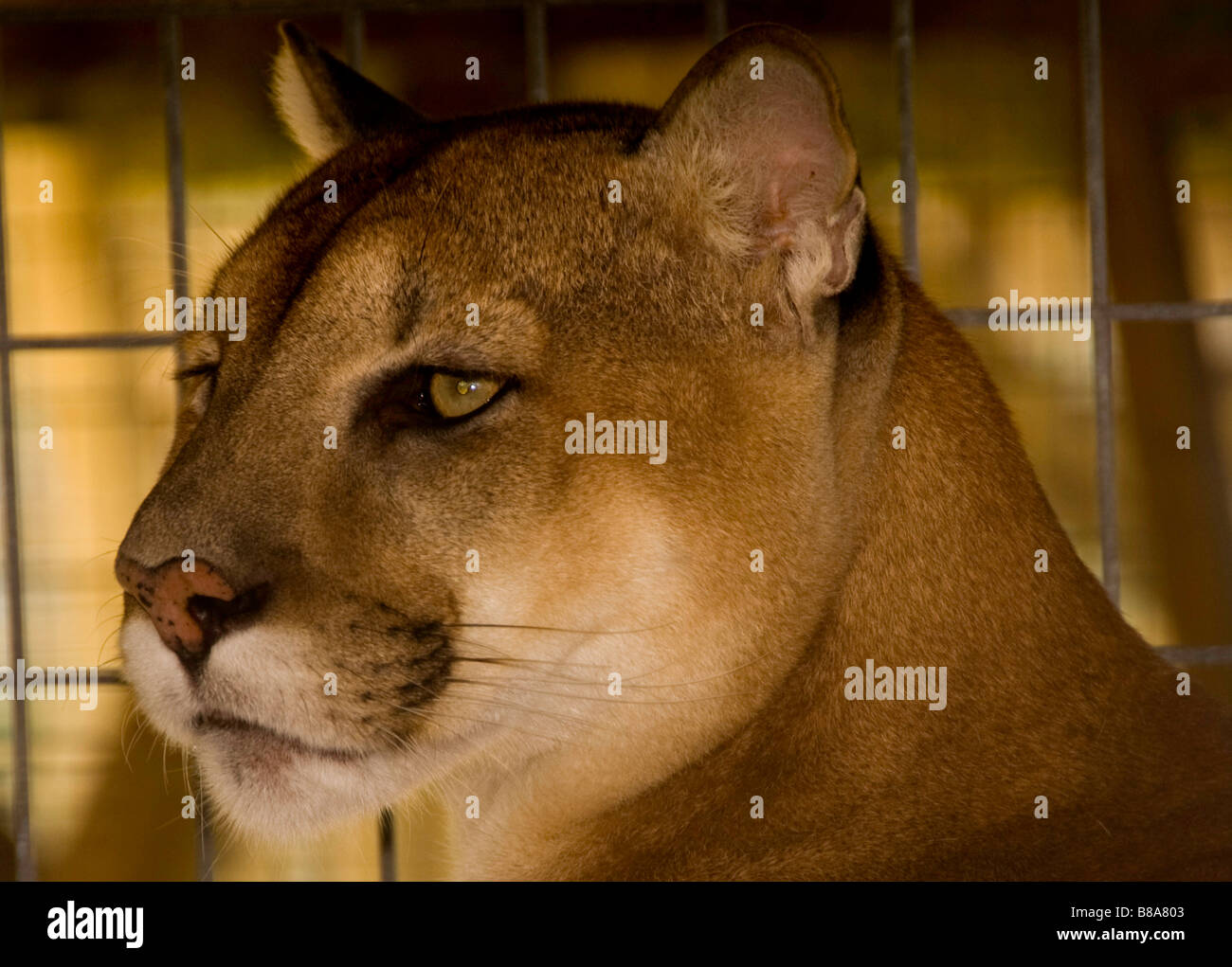Endangered species Florida panther at Wootens Airboat Rides attraction ...