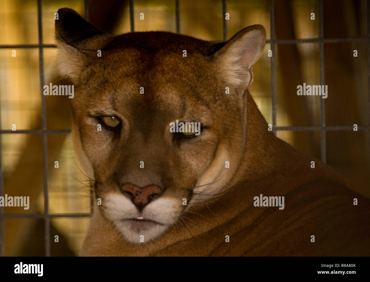 Endangered species Florida panther at Wootens Airboat Rides attraction ...