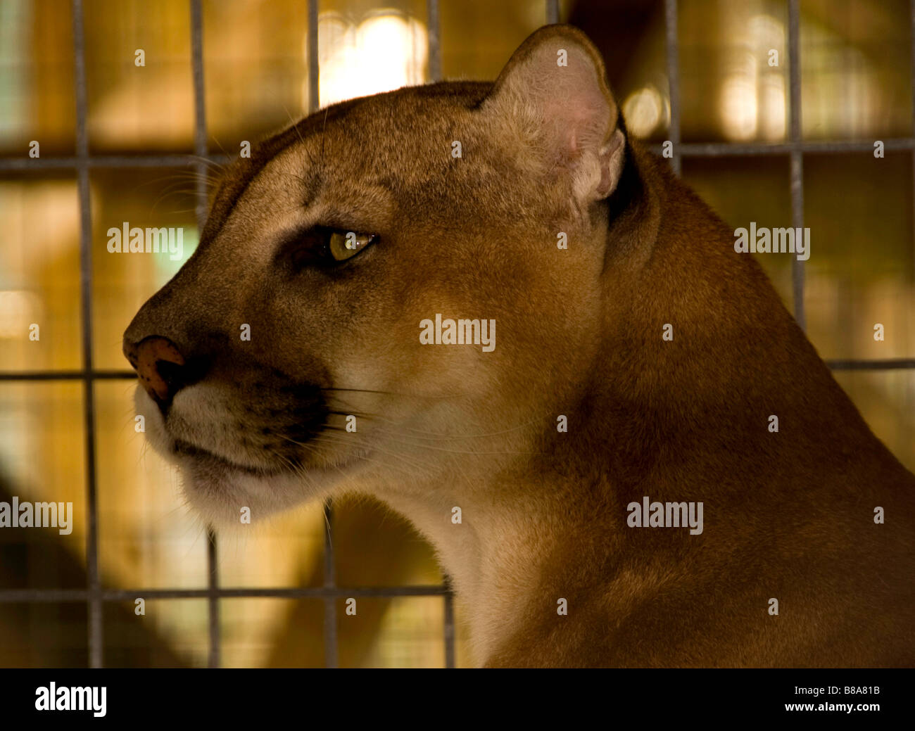 Florida panther national wildlife refuge hi-res stock photography and ...