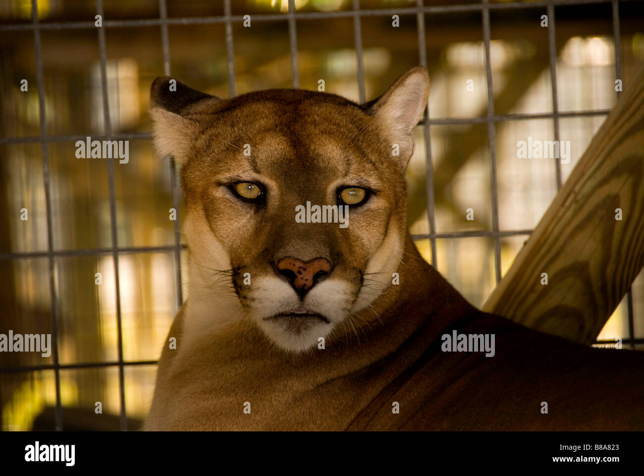Endangered species Florida panther at Wootens Airboat Rides attraction ...