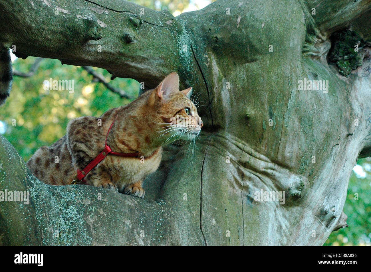 Bengal cat walking on tree hi-res stock photography and images - Alamy