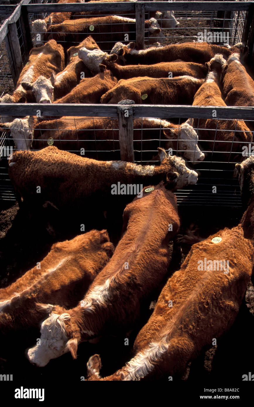 cattle in stockyard pen Stock Photo - Alamy