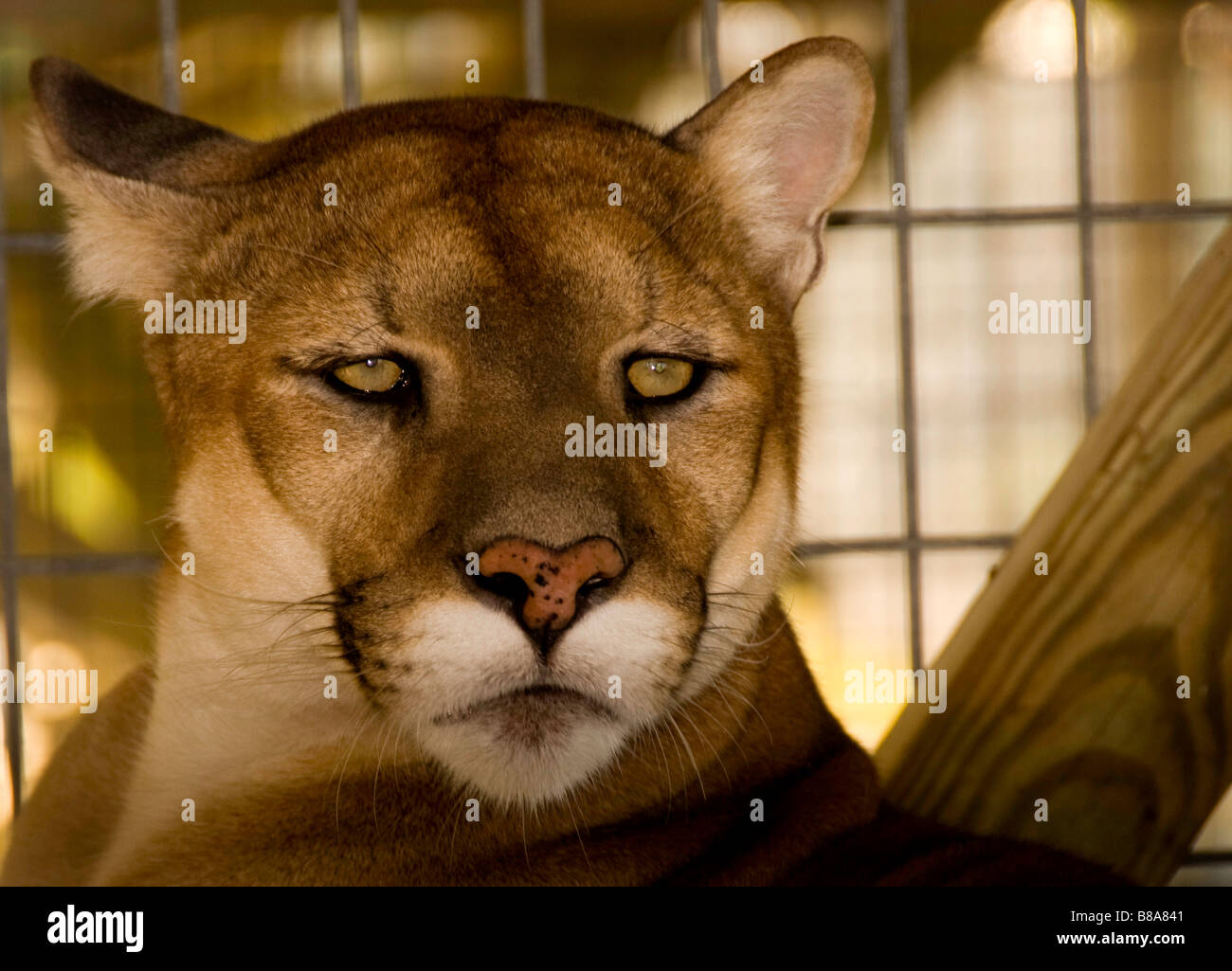 Endangered species Florida panther at Wootens Airboat Rides attraction ...