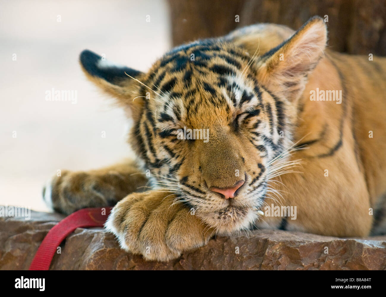 Image of tiger hi-res stock photography and images - Alamy