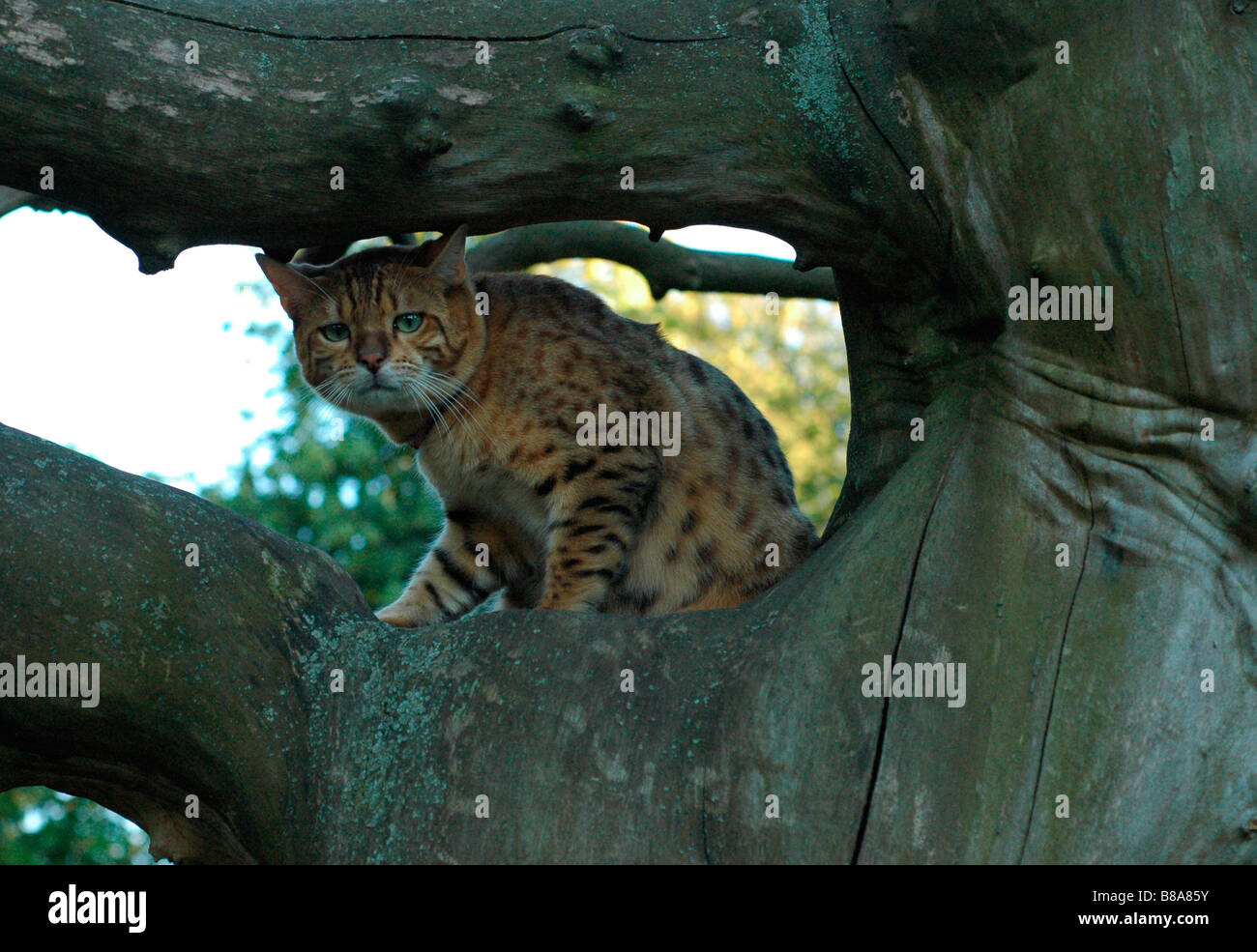 Bengal cat walking on tree hi-res stock photography and images - Alamy