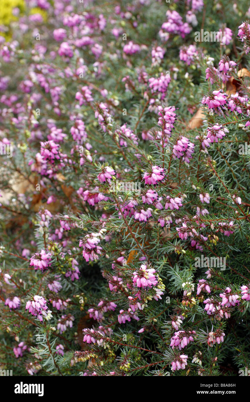 Erica kramer's rote hi-res stock photography and images - Alamy