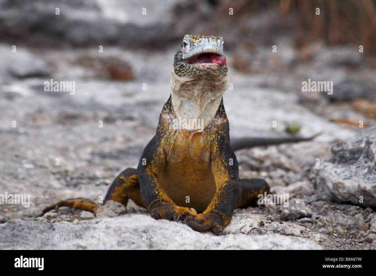 Lizard lips hi-res stock photography and images - Alamy
