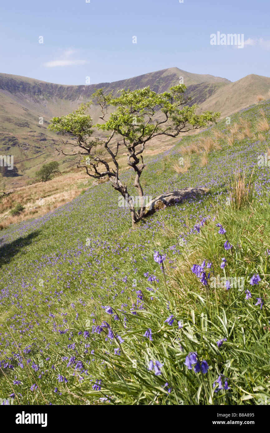 Rural Welsh valley with bluebells flowering in the open in late spring ...