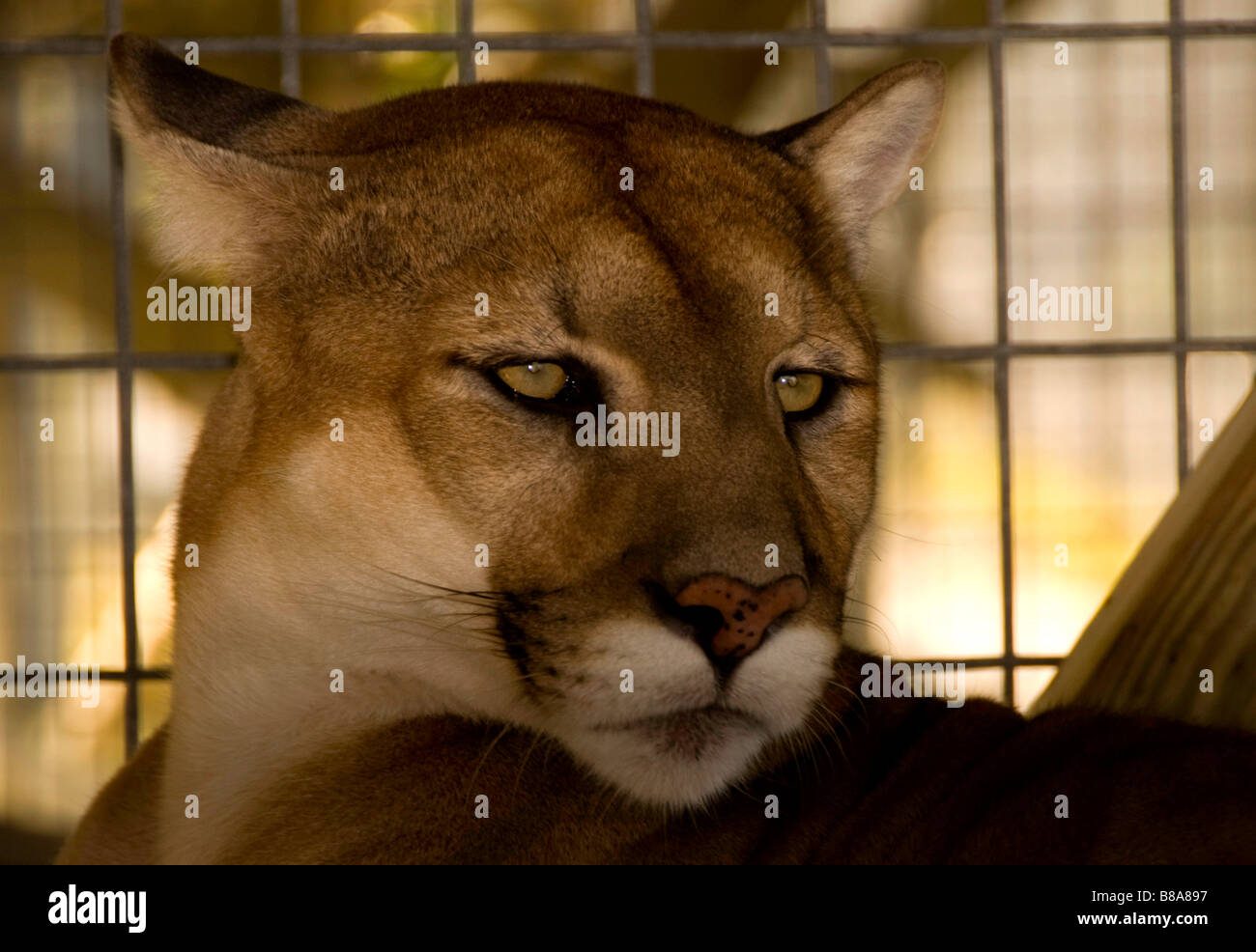 Endangered species Florida panther at Wootens Airboat Rides attraction ...
