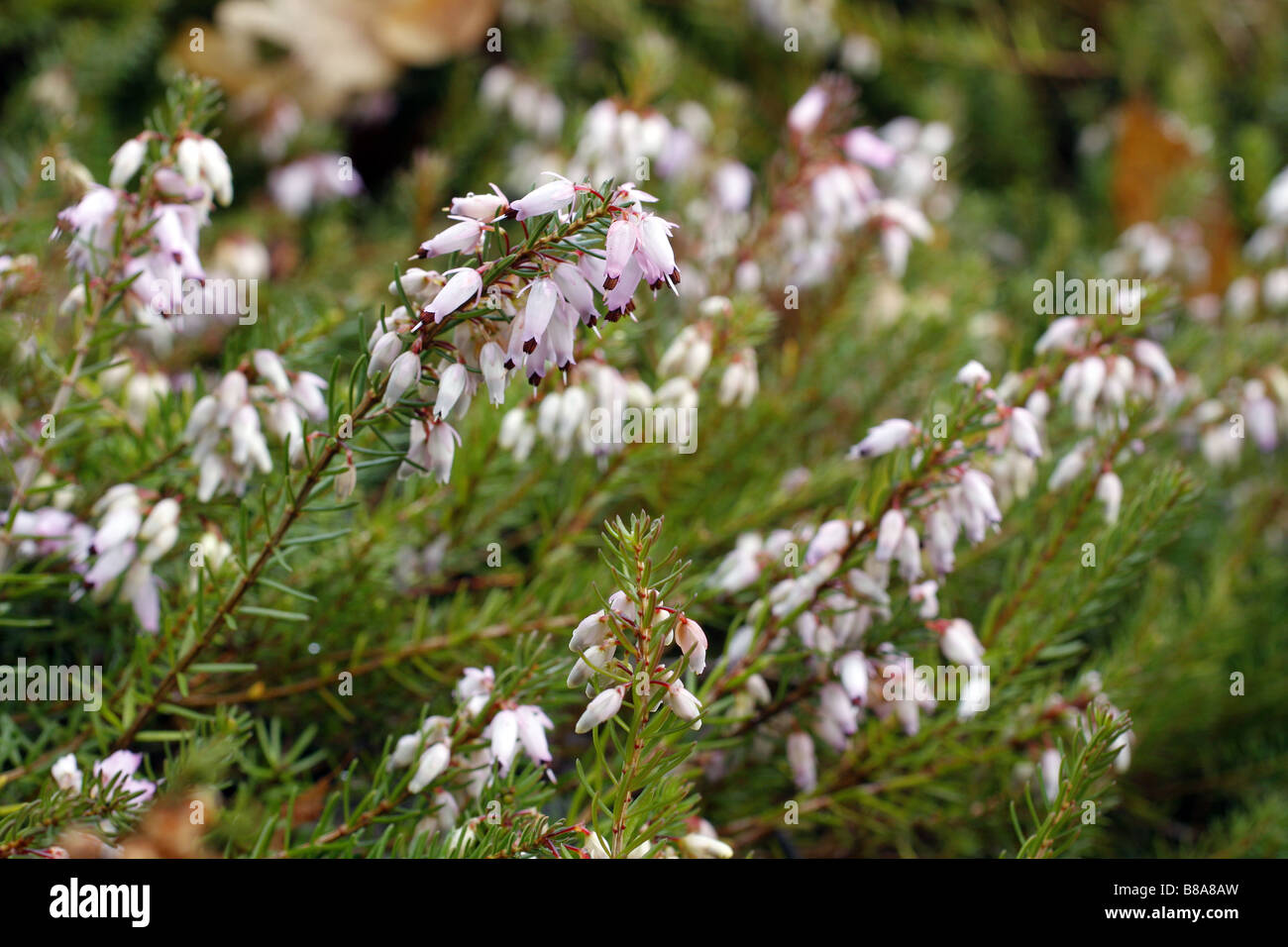ERICA CARNEA CHRISTINE FLETCHER AT RHS WISLEY GARDEN UK Stock Photo - Alamy