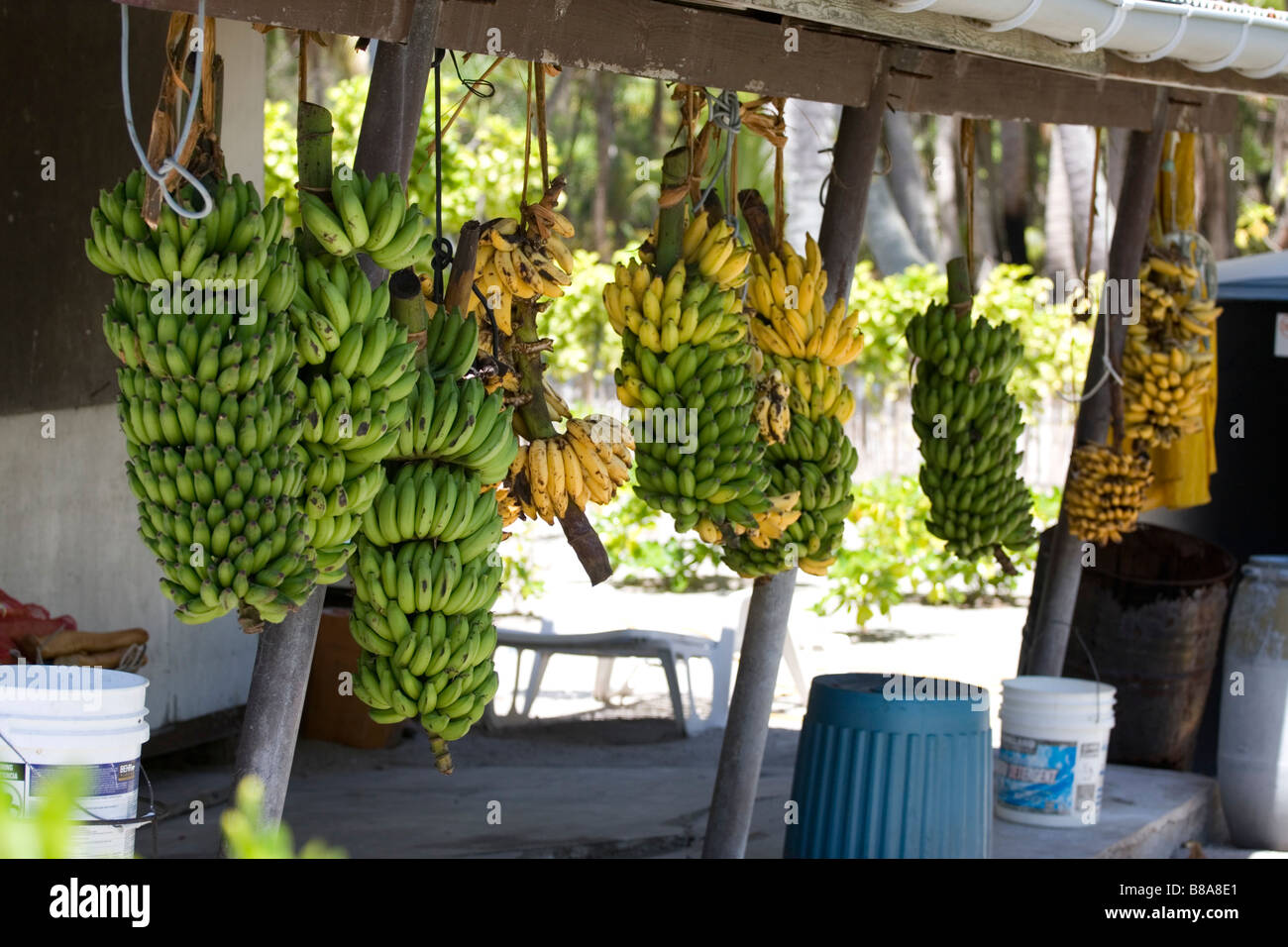 Bananas ripening outside hi-res stock photography and images - Alamy