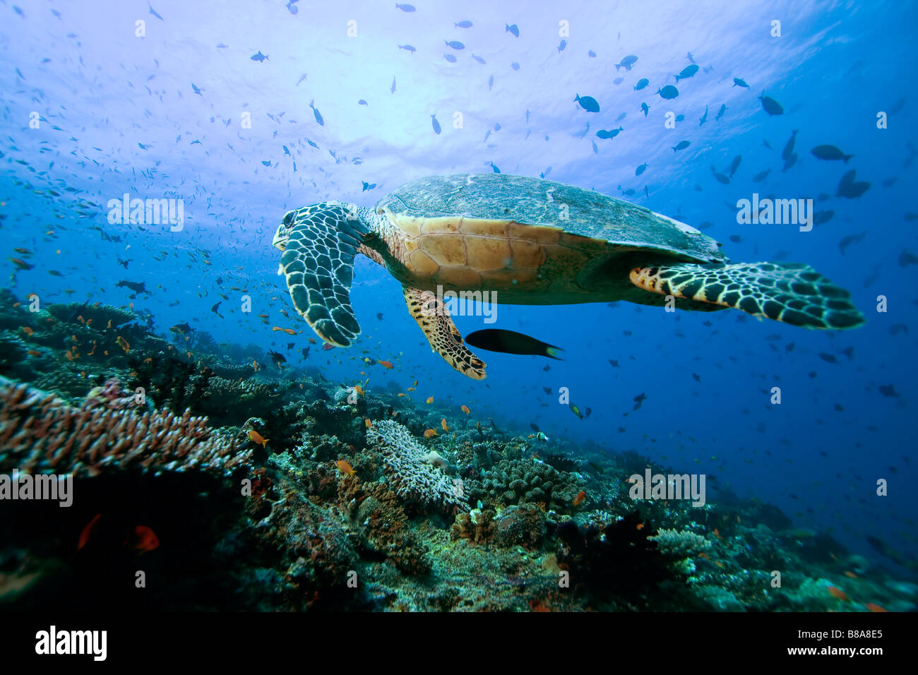 Maldivian sea turtle hi-res stock photography and images - Alamy