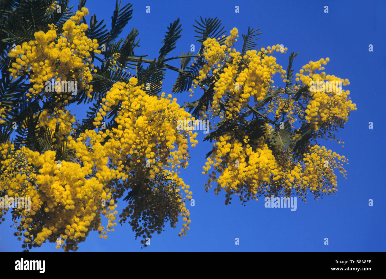 Acacia Retinodes