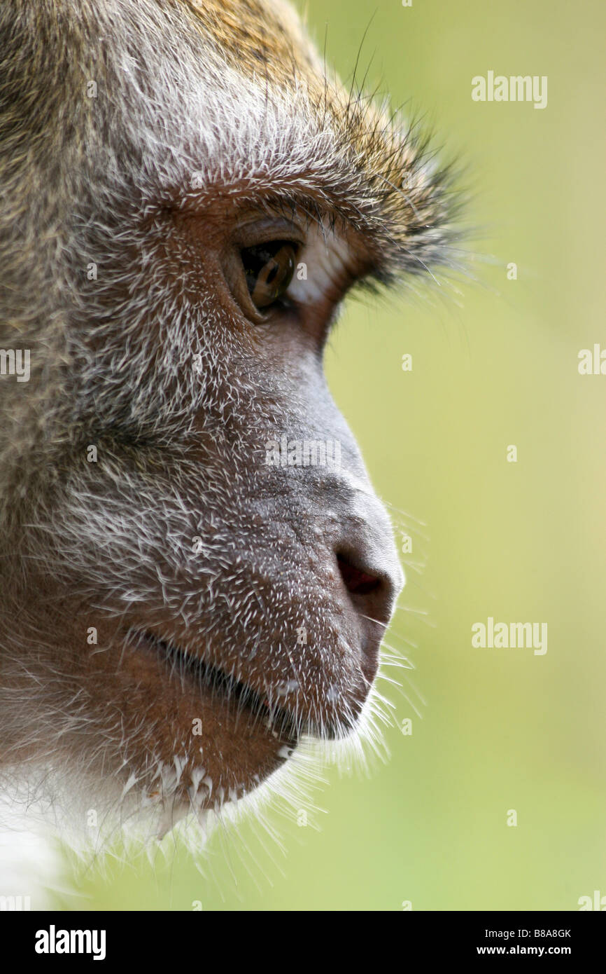 Macaques malaysia hi-res stock photography and images - Alamy