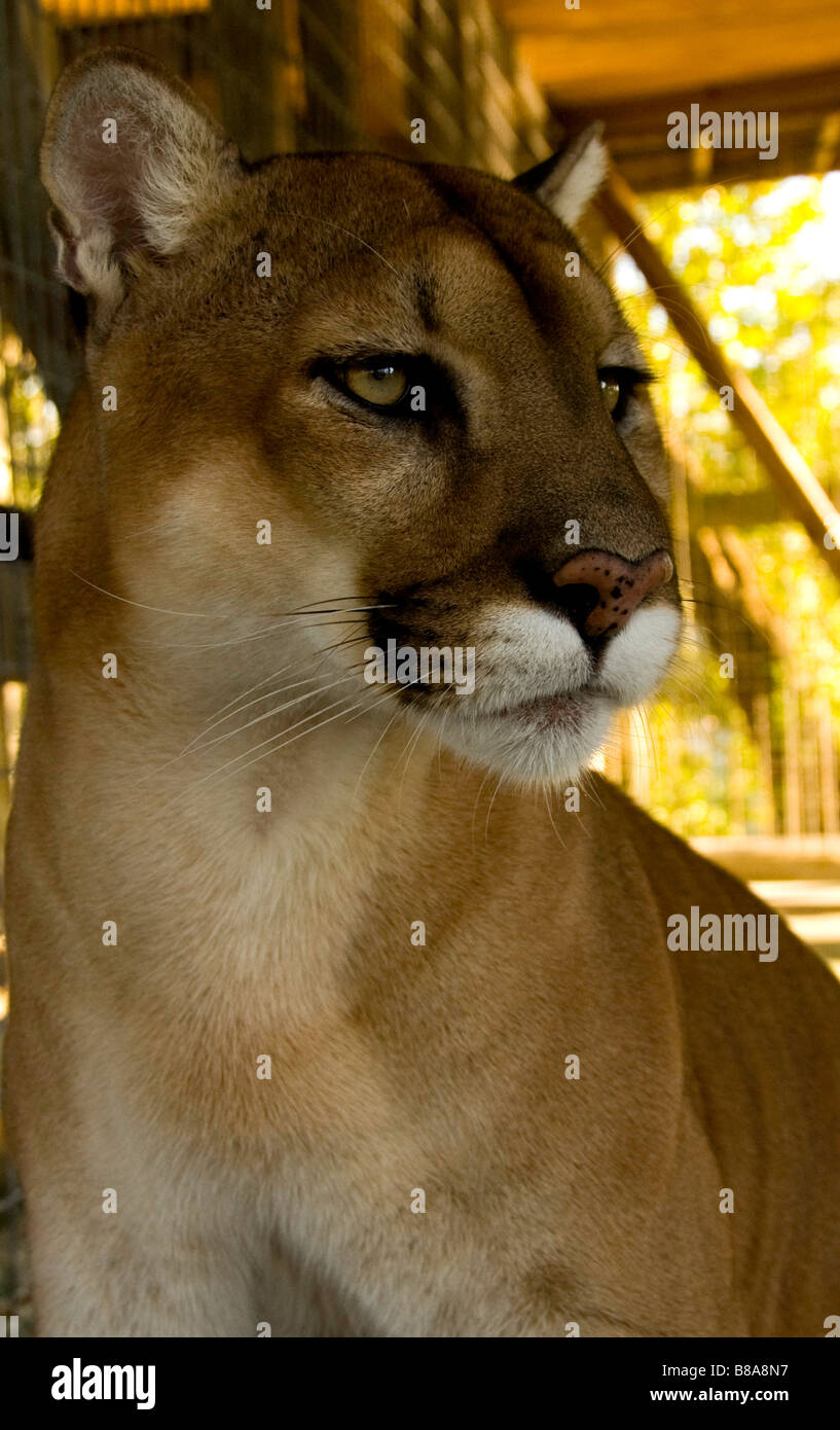 Endangered species Florida panther at Wootens Airboat Rides attraction ...