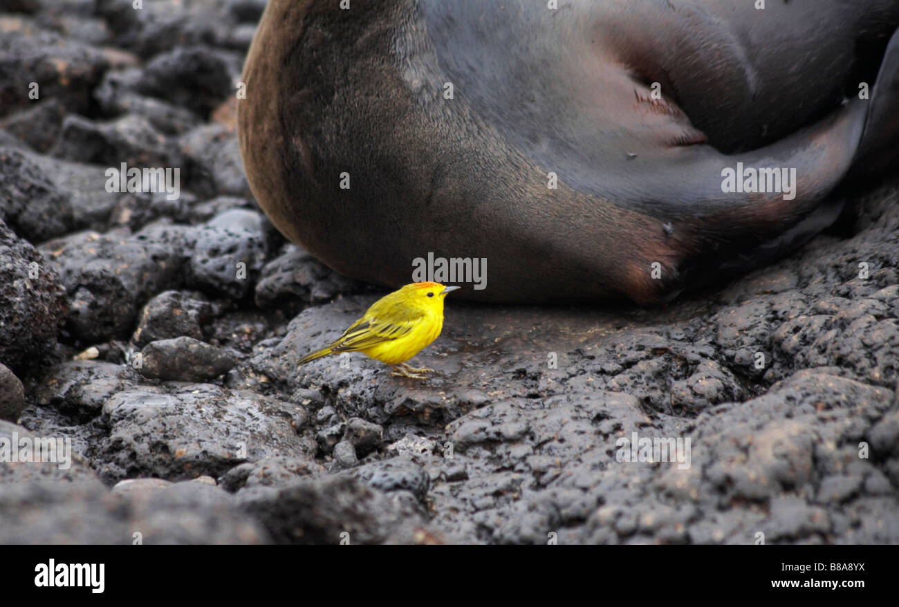 Insects of the galapagos islands hi-res stock photography and images ...