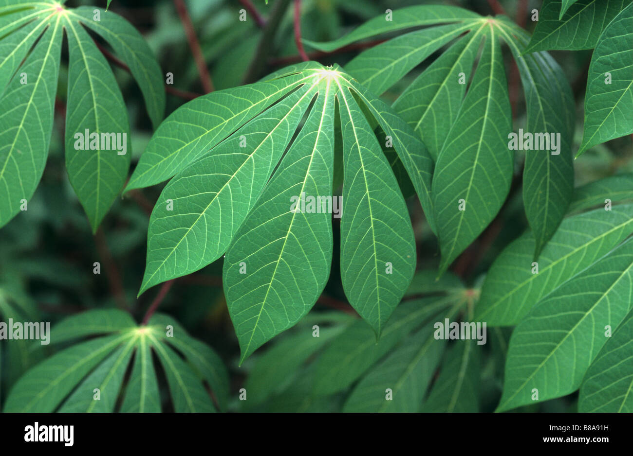 Manioc or Cassava Plant & Leaves (Manihot esculenta), Madagascar Stock ...