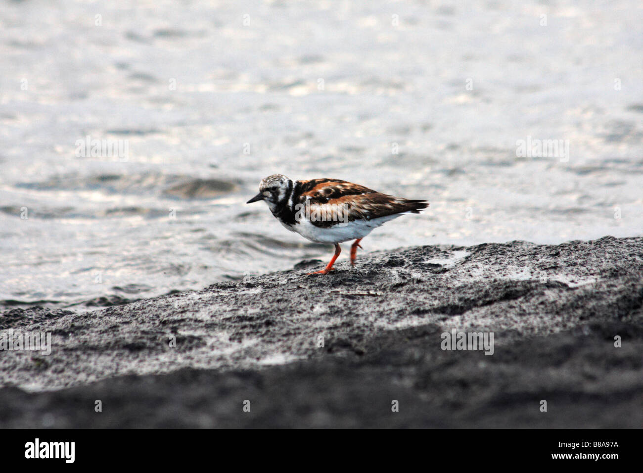 Ruddy turnstone, Arenaria interpres, wading bird by the sea at Puerto ...