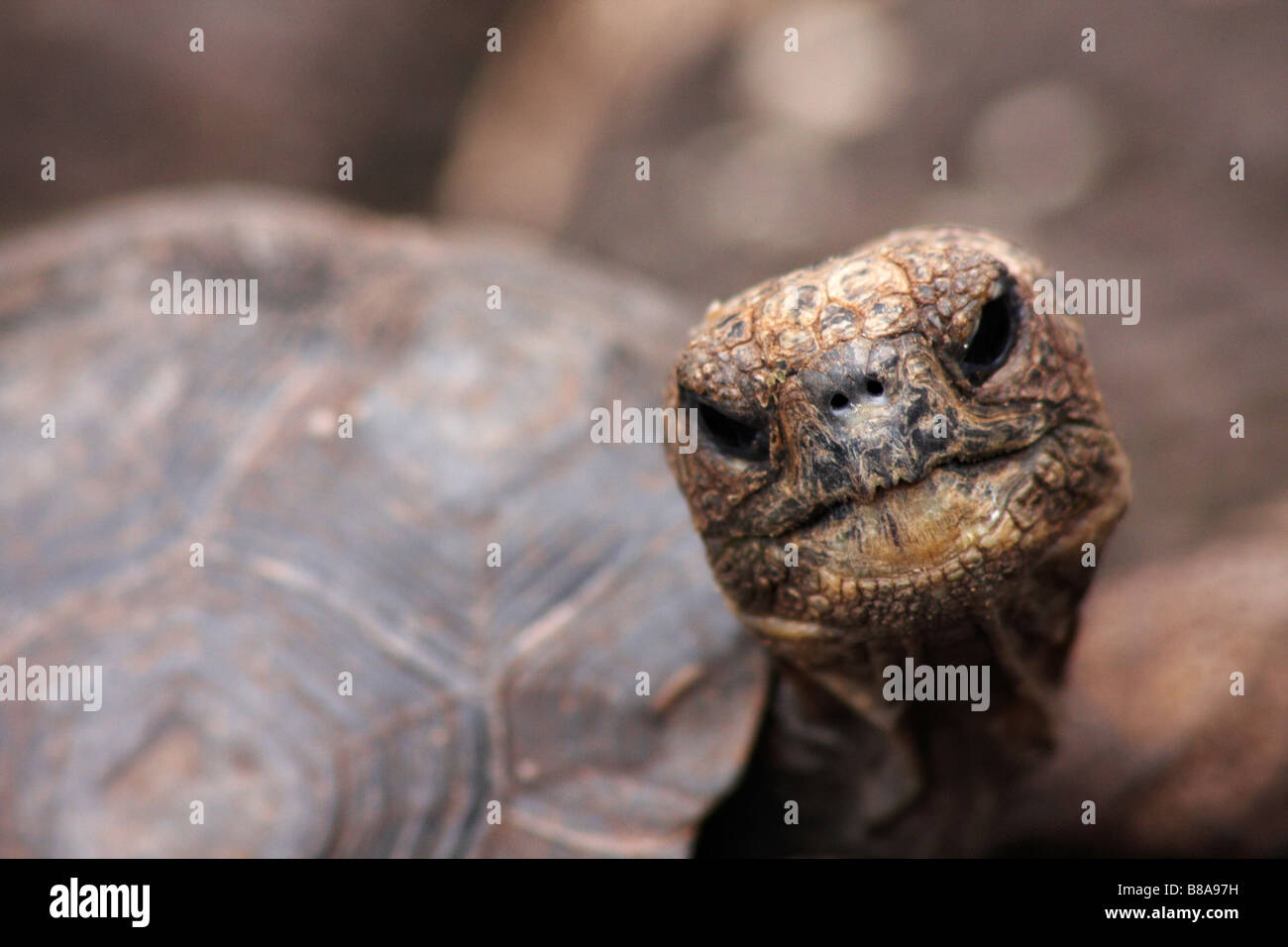 Baby Tortoise