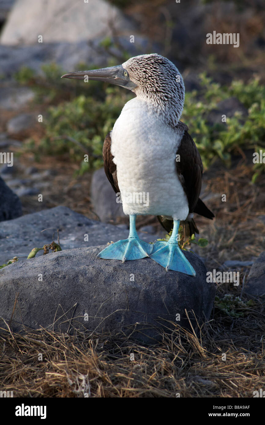 Blue footed booby, Sula nebouxii excisa, standing on rock at Punta ...