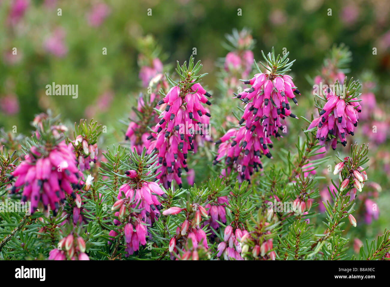 Erica carnea hi-res stock photography and images - Alamy