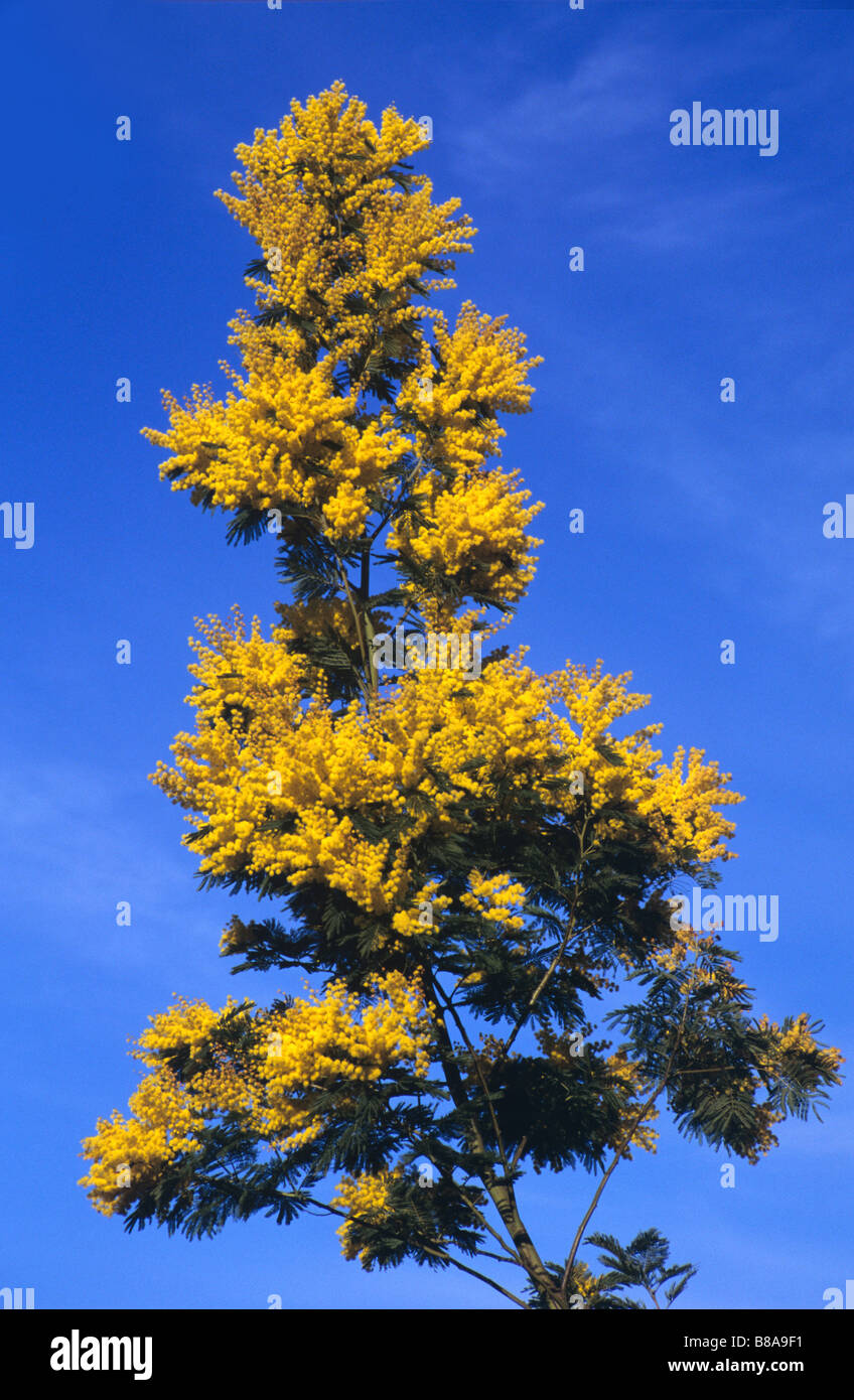 Acacia retinodes hi-res stock photography and images - Alamy