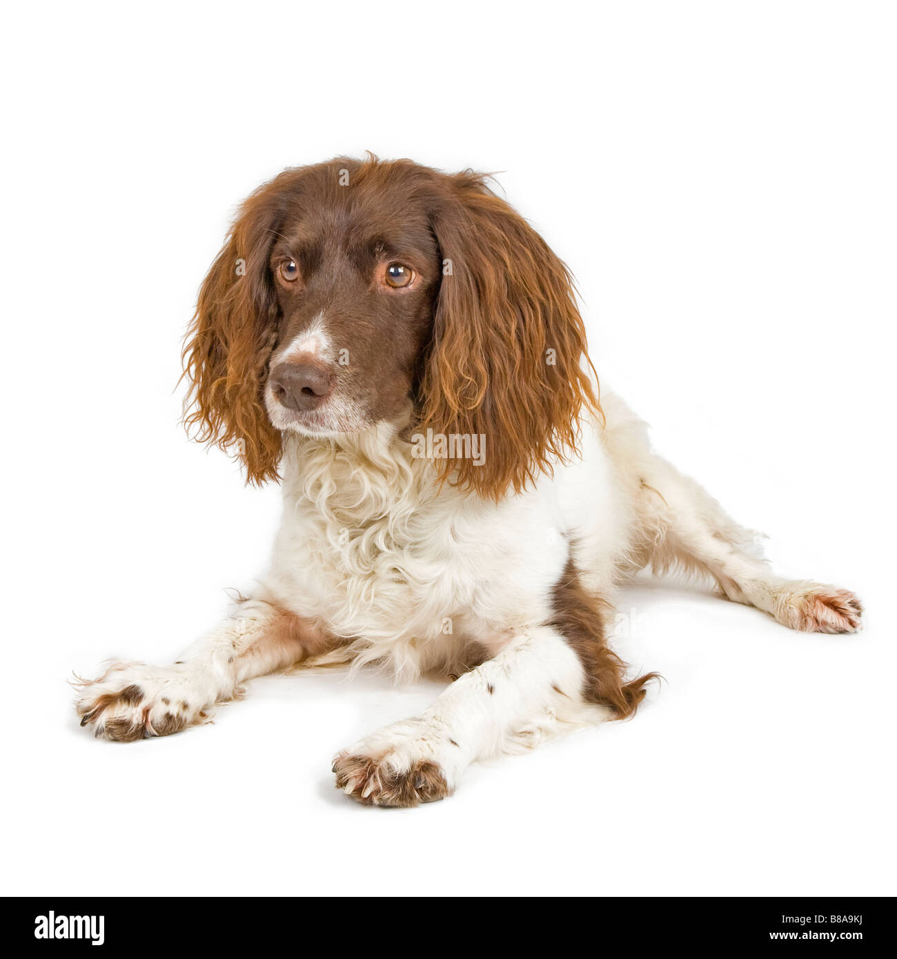 English Springer Spaniel bitch Stock Photo - Alamy