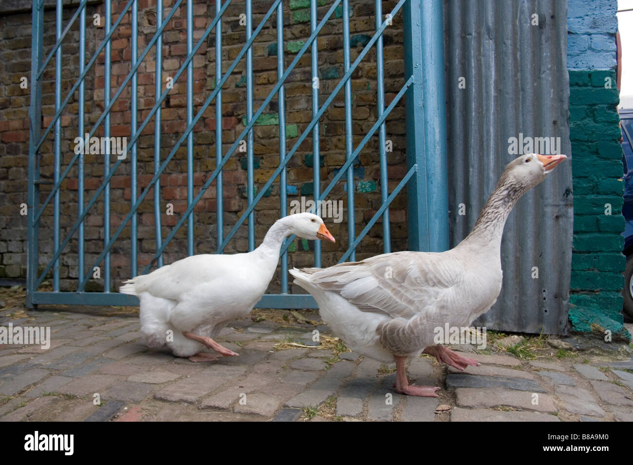 Two farm geese walking hi-res stock photography and images - Alamy