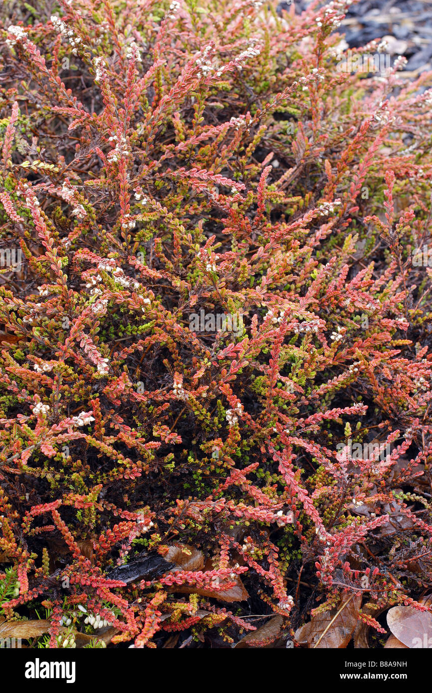 Wickwar High Resolution Stock Photography and Images - Alamy