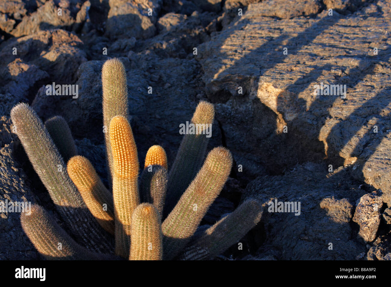 Lava galapagos plant plants hi-res stock photography and images - Alamy