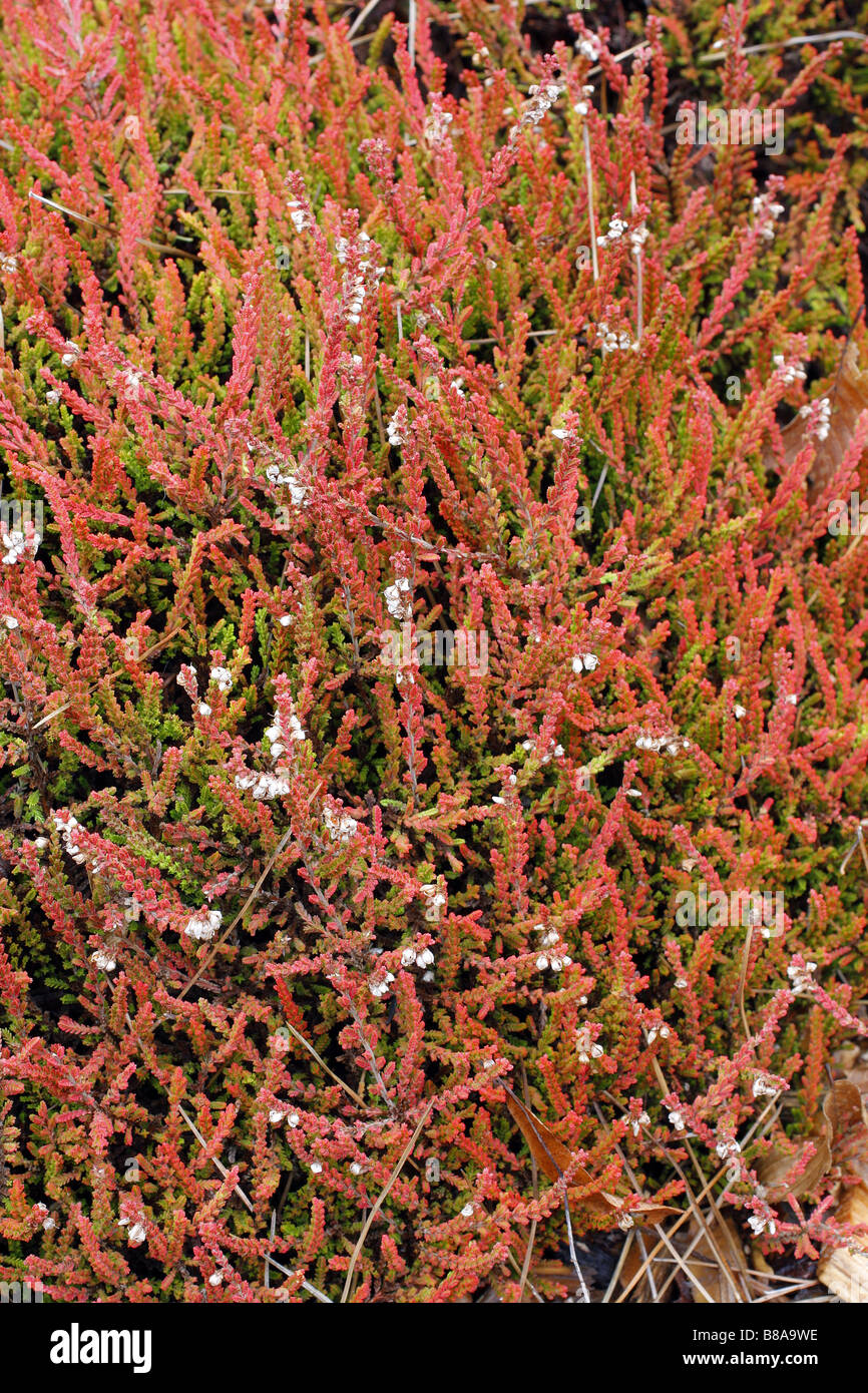 CALLUNA VULGARIS CRIMSON GLORY DURING WINTER AT RHS WISLEY GARDEN UK ...