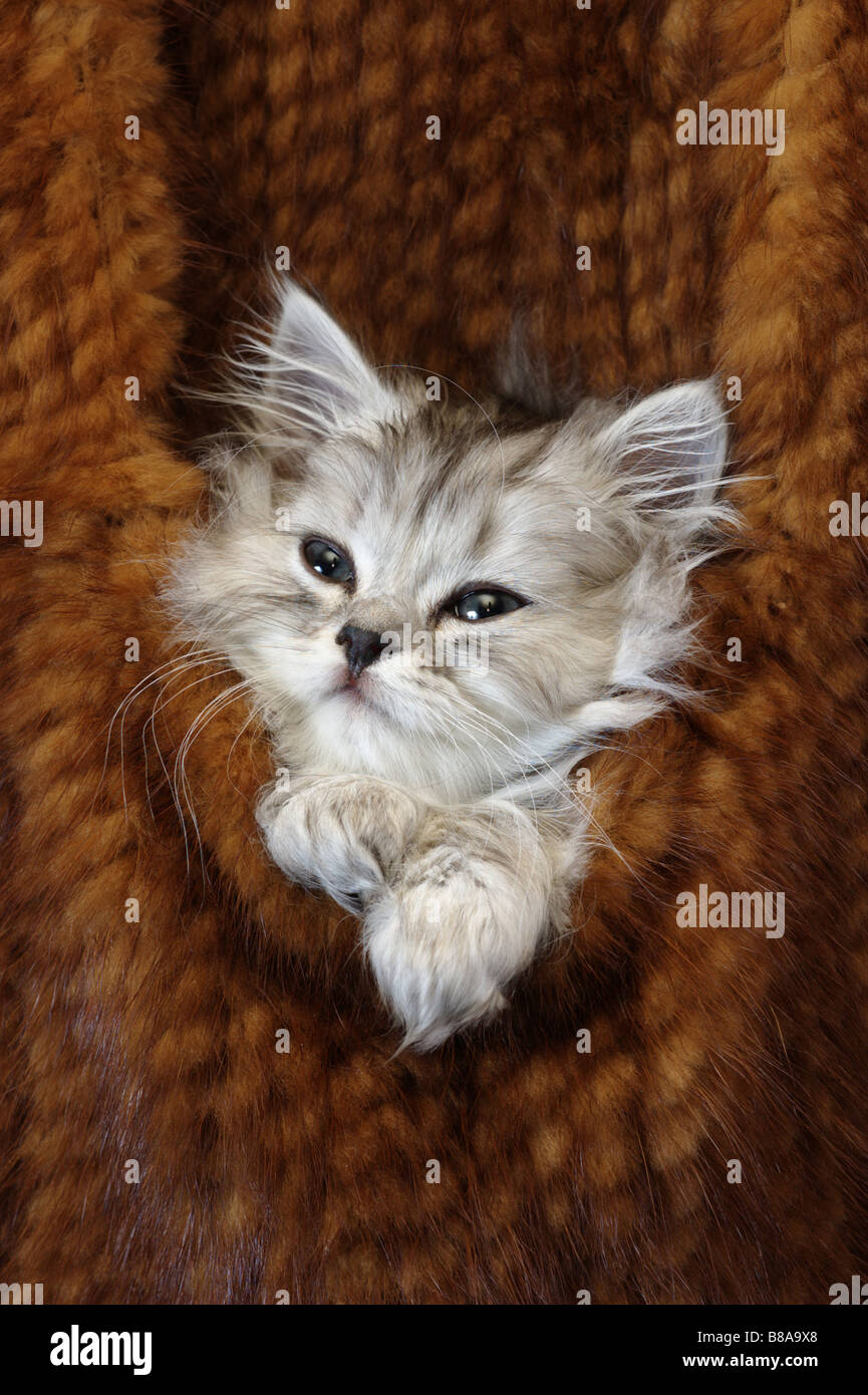 Grey kittens hi-res stock photography and images - Alamy