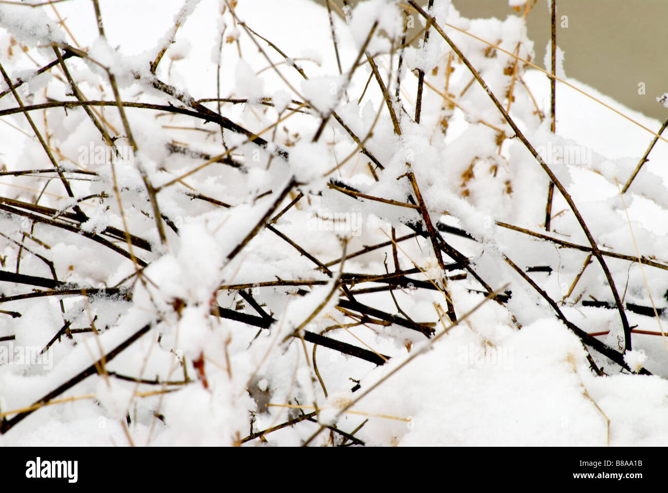 Snow covered bushes hi-res stock photography and images - Alamy