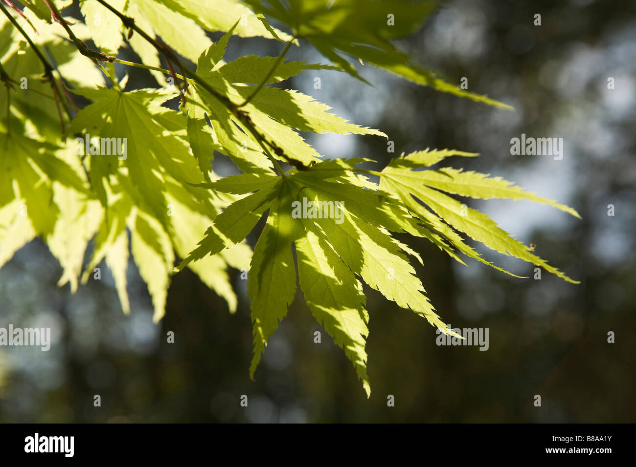 Leaves catching the light hi-res stock photography and images - Alamy