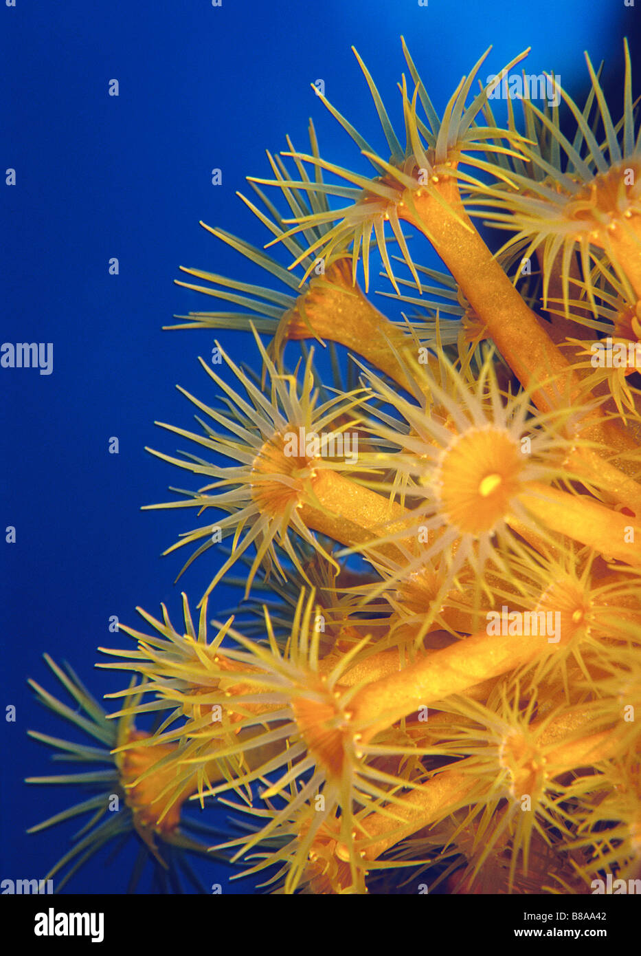Zooids hi-res stock photography and images - Alamy