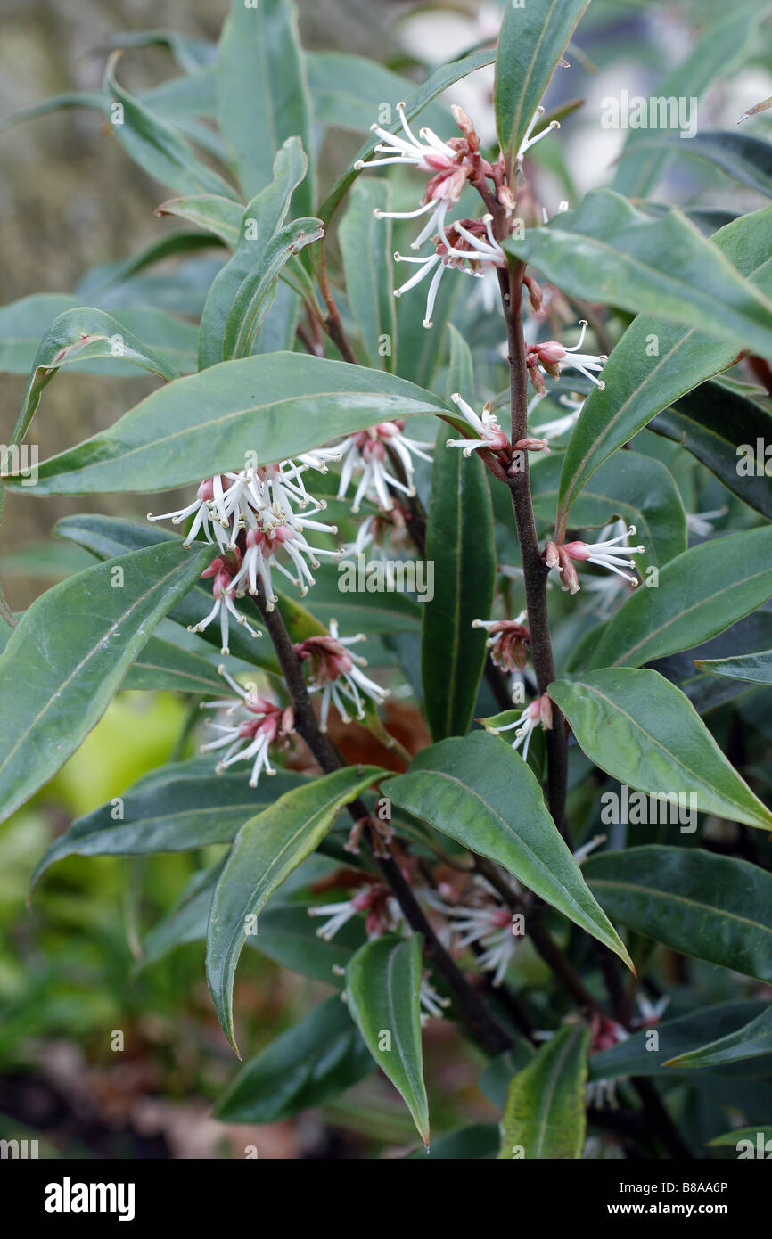 SARCOCOCCA HOOKERIANA DIGYNA AGM Stock Photo - Alamy