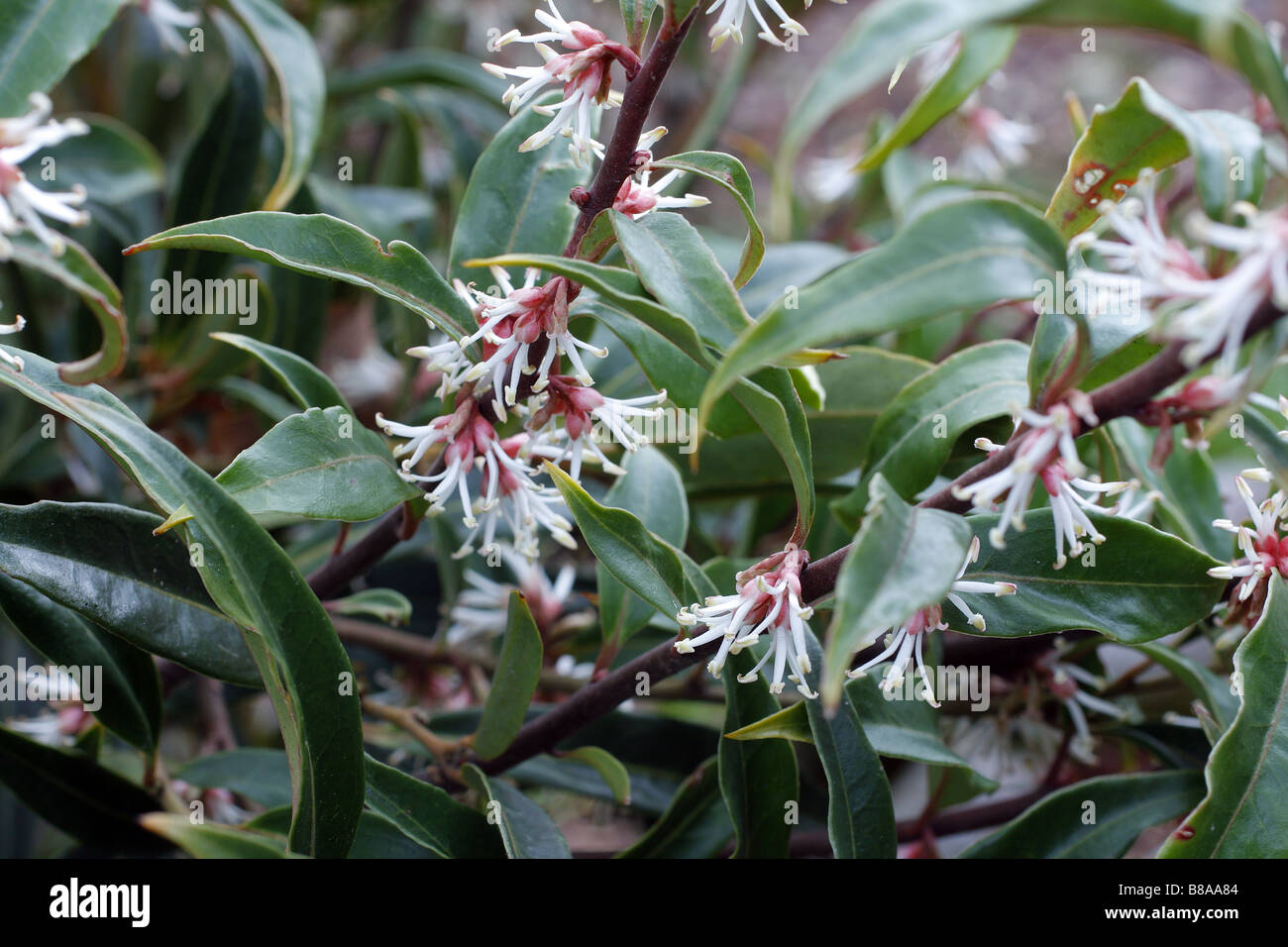 Sarcococca hookeriana hi-res stock photography and images - Alamy