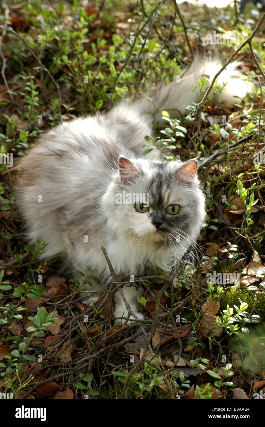 Cat in a forest Stock Photo - Alamy