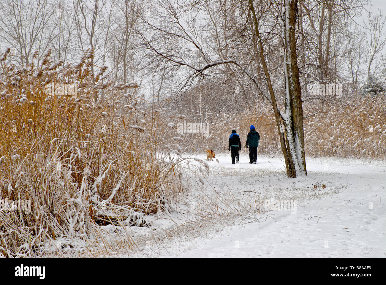 Windy cold walking snow hi-res stock photography and images - Alamy