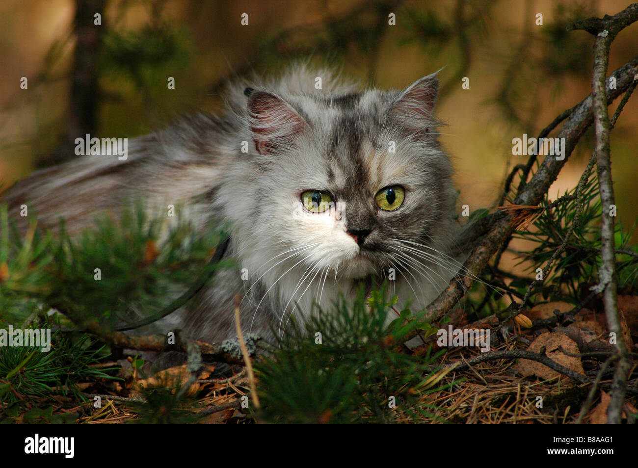 Cat in a forest hi-res stock photography and images - Alamy