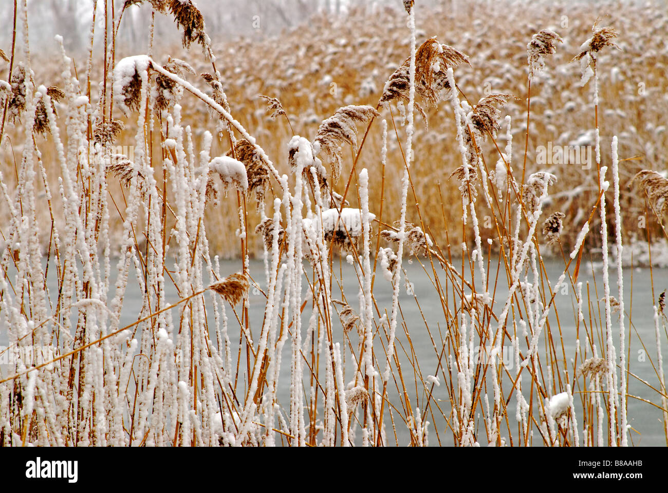 Reeds covered hi-res stock photography and images - Alamy
