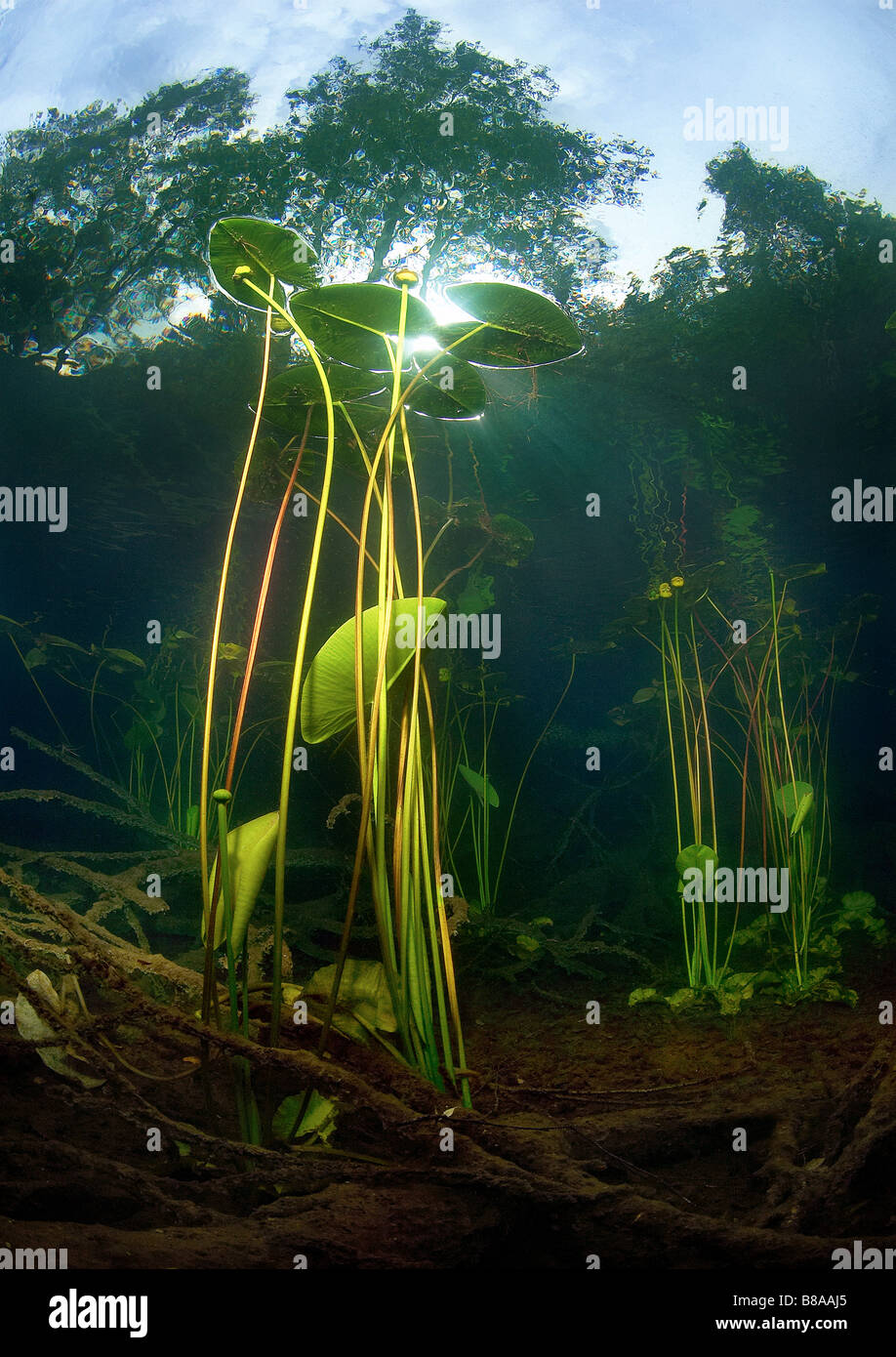 Underwater lily hi-res stock photography and images - Alamy