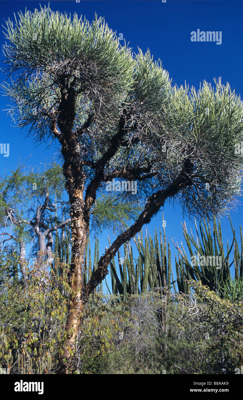 Euphorbia alluaudi & Octopus Trees, in the Semi-Arid Spiny Forest ...