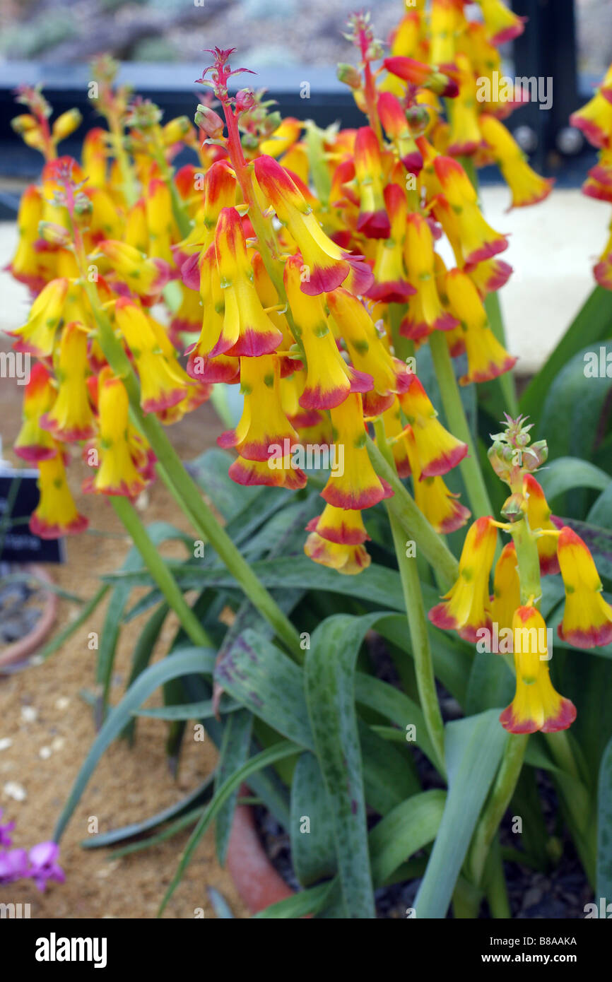 Lachenalia aloides hi-res stock photography and images - Alamy