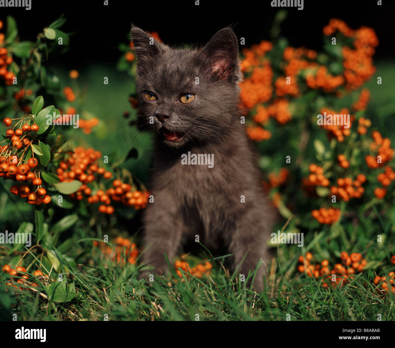 Grey kitten in nature hi-res stock photography and images - Alamy