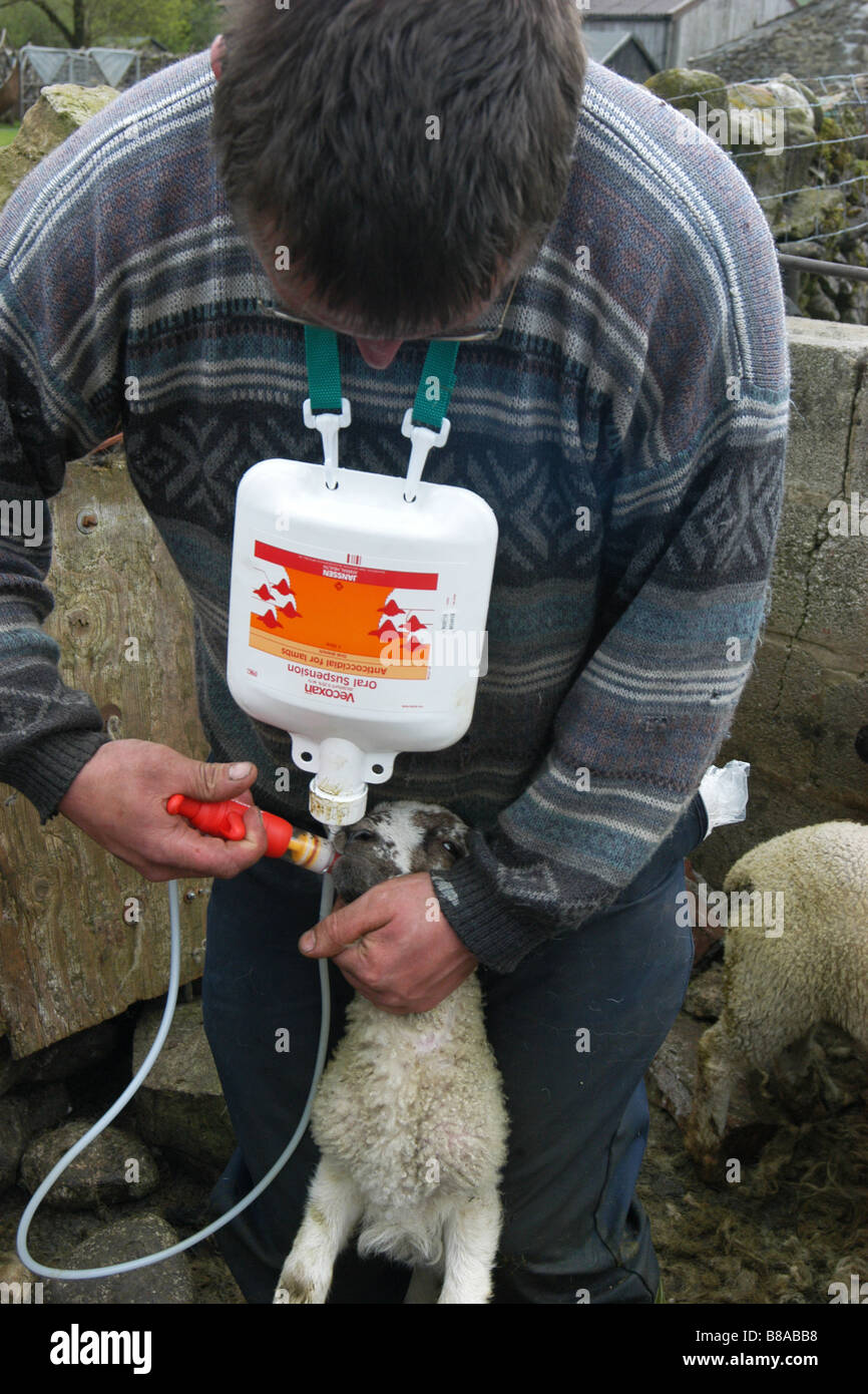 Dosing lambs hi-res stock photography and images - Alamy