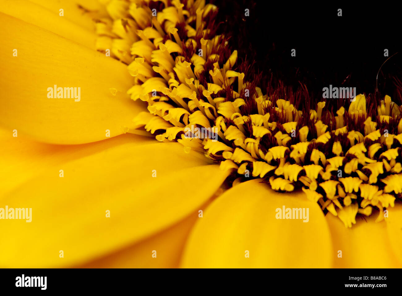 A close up of a flower (Gerbara Stock Photo - Alamy