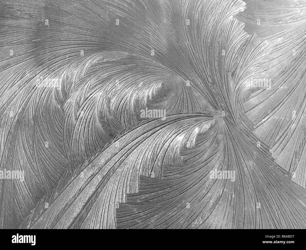 Fern ice pattern Black and White Stock Photos & Images - Alamy