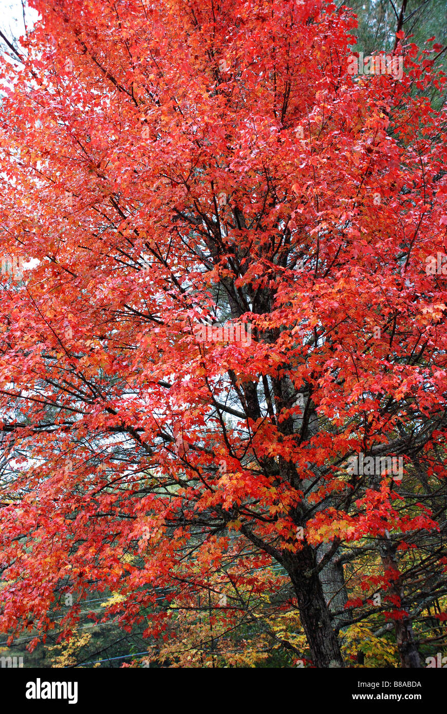 Bright red leaves National Forest White Mountains American Stock Photo ...