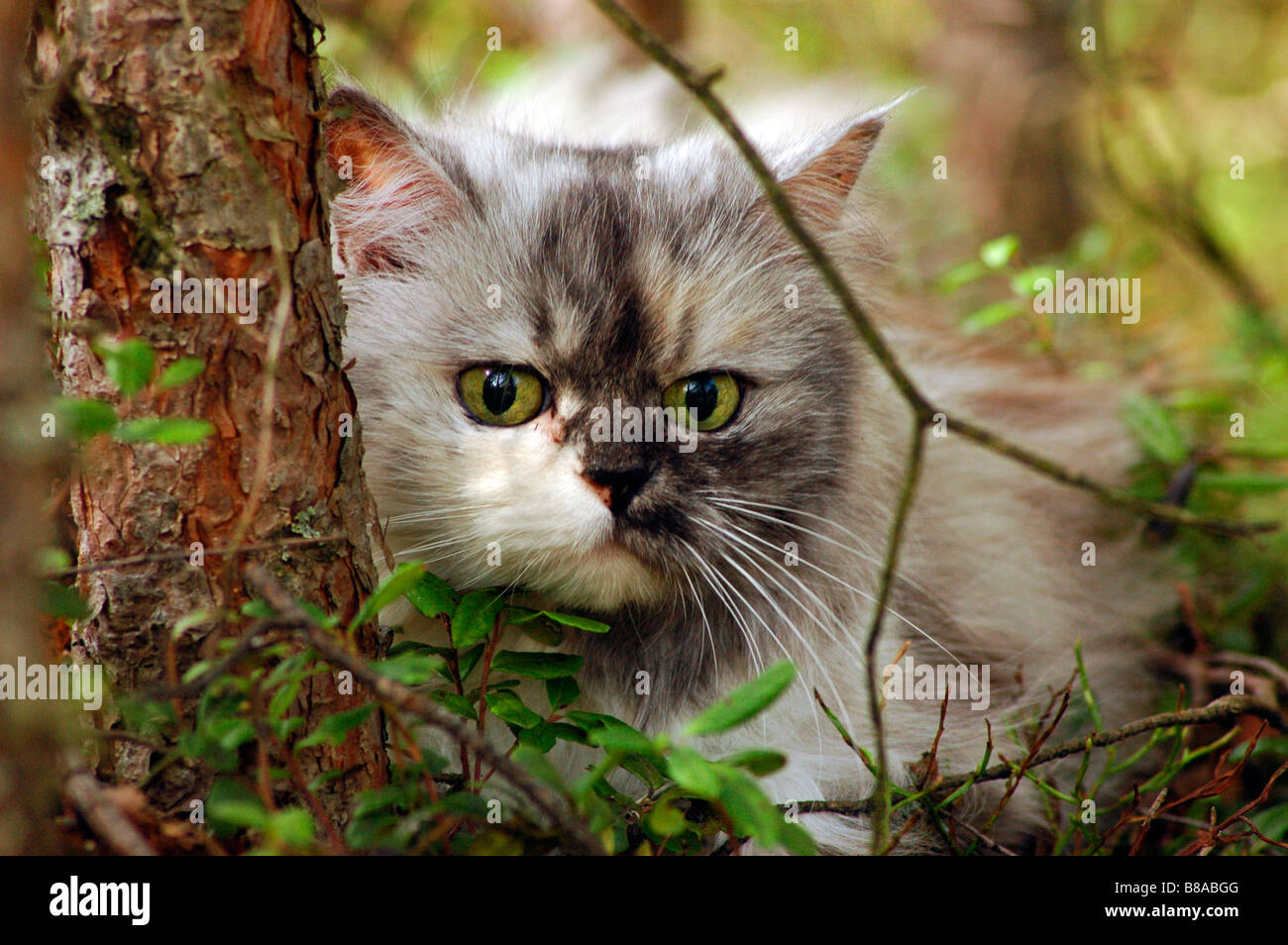 Cat in the forest hi-res stock photography and images - Alamy
